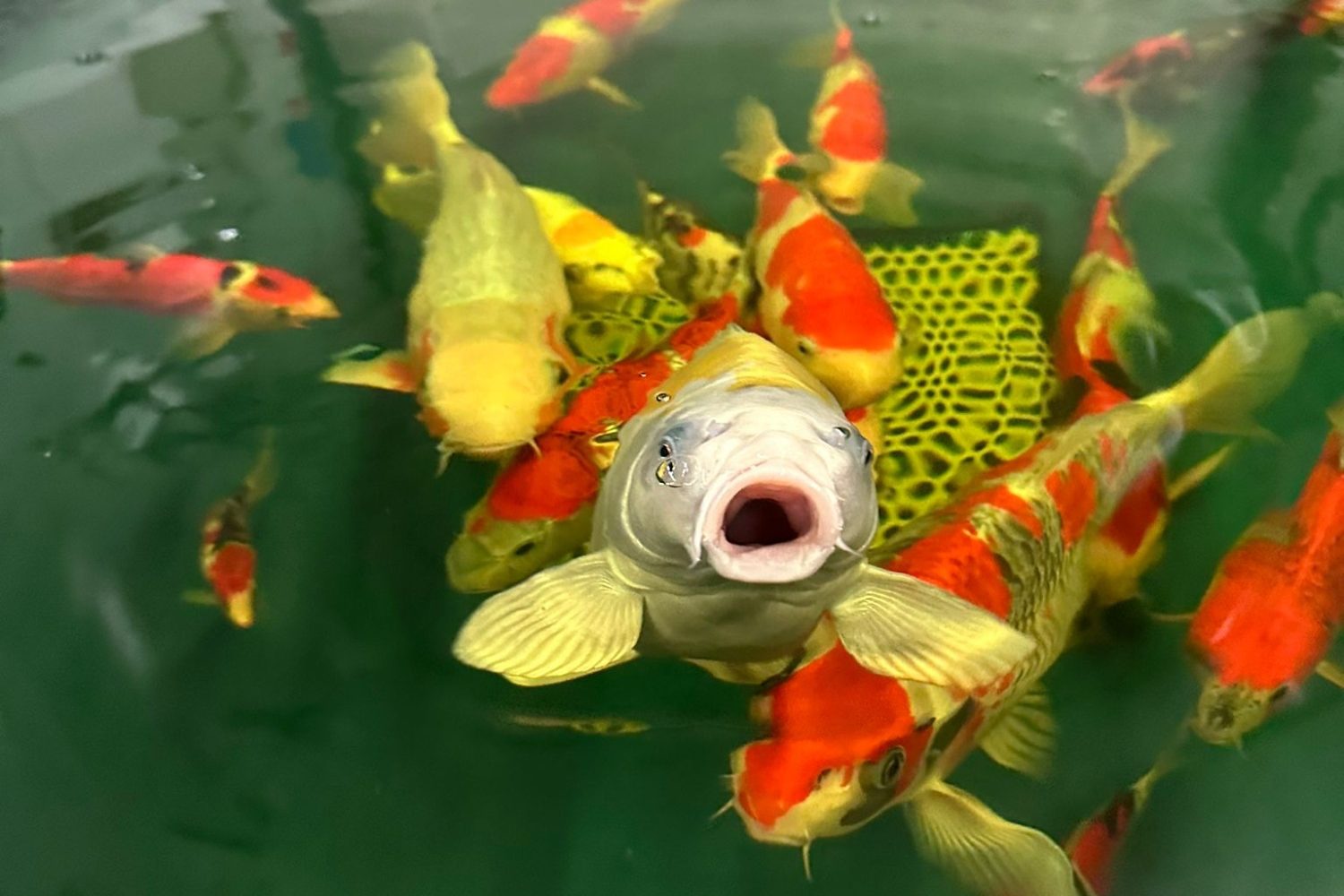 Koi Carp Fish For Sale Online | Shirley KOI